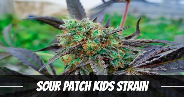 Sour Patch Kids Strain Information and Review - MED PODD