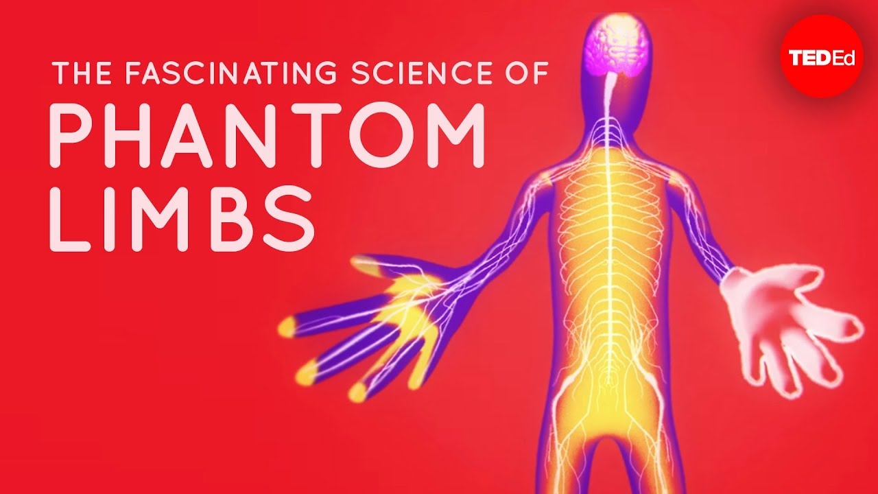 The fascinating science behind phantom limbs - Joshua W. Pate - MED PODD