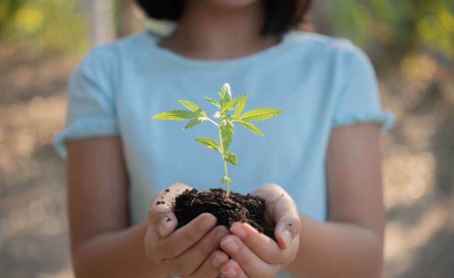 Explaining Cannabis to Kids as a Parent and Smoker - MED PODD