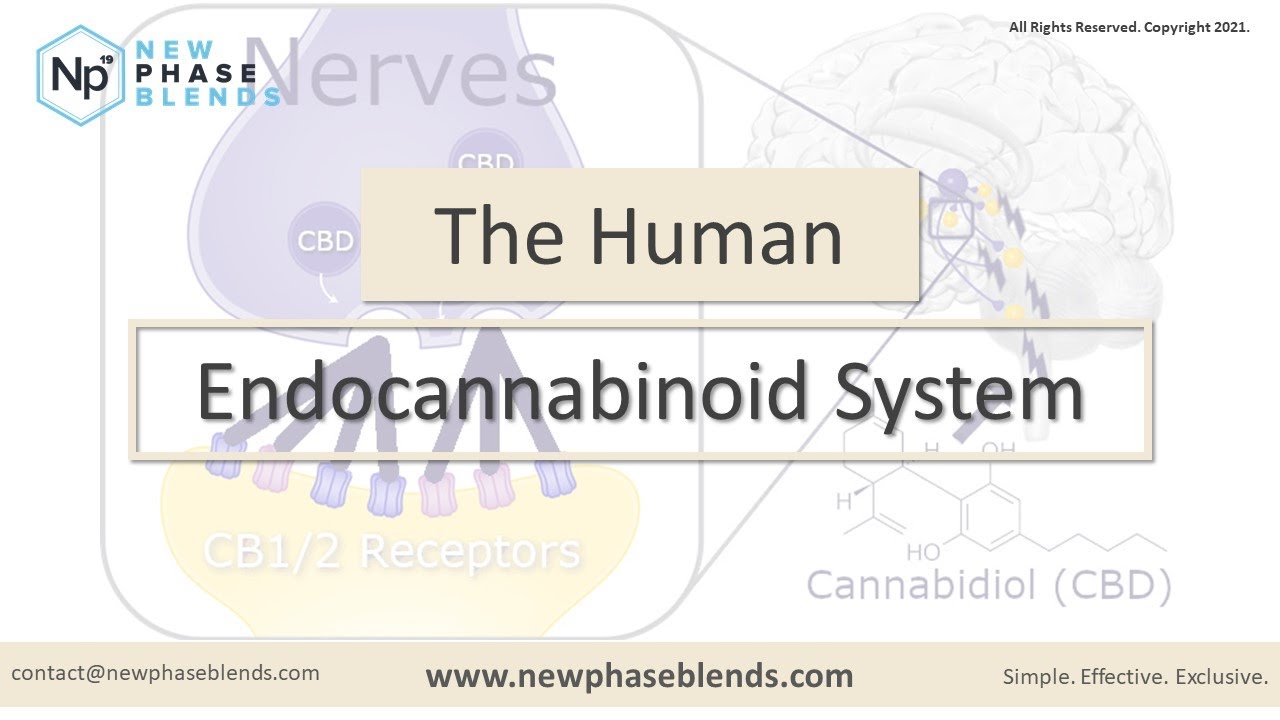 The Human Endocannabinoid System - MED PODD